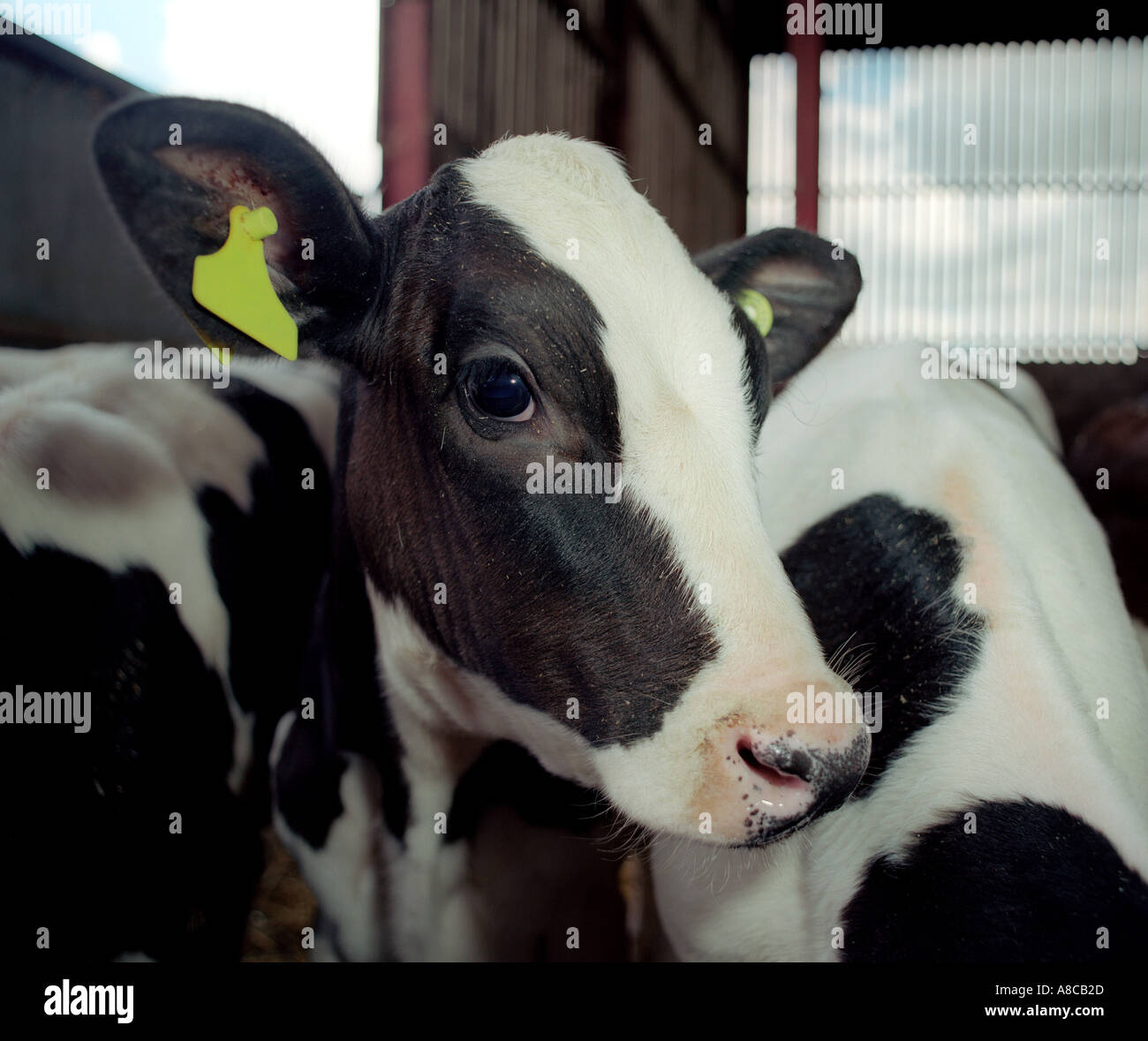 Cow calf livestock farm hi-res stock photography and images - Alamy