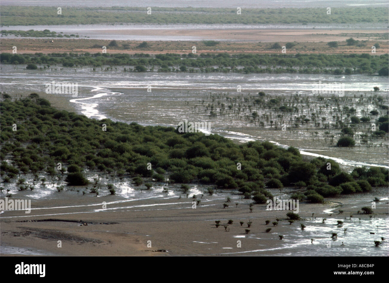 Uae mangroves hi-res stock photography and images - Alamy
