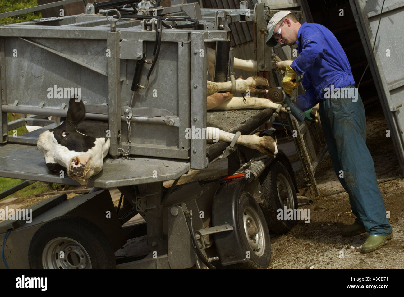 Adrian Hindmarsh who operates a mobile cattle foot trimming service on ...