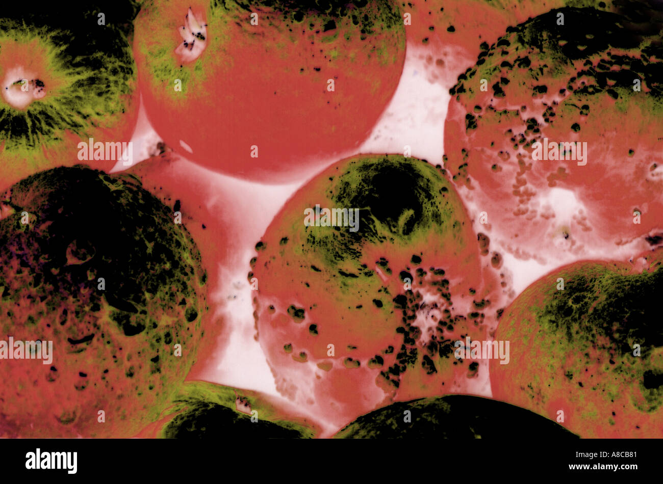 Decomposing bacteria hi-res stock photography and images - Alamy