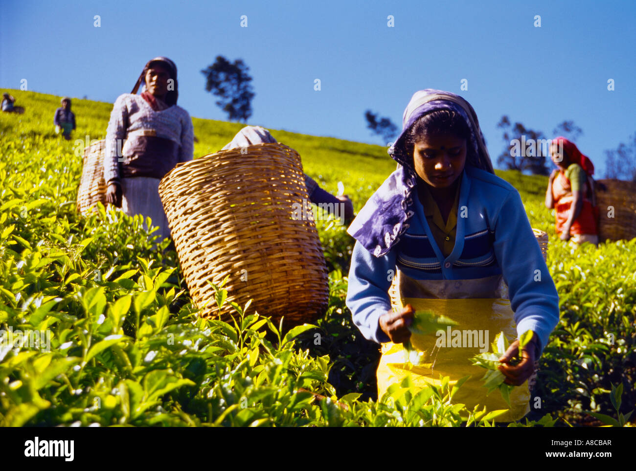 N Eliyia Sri Lanka Tea Pickers Stock Photo - Alamy