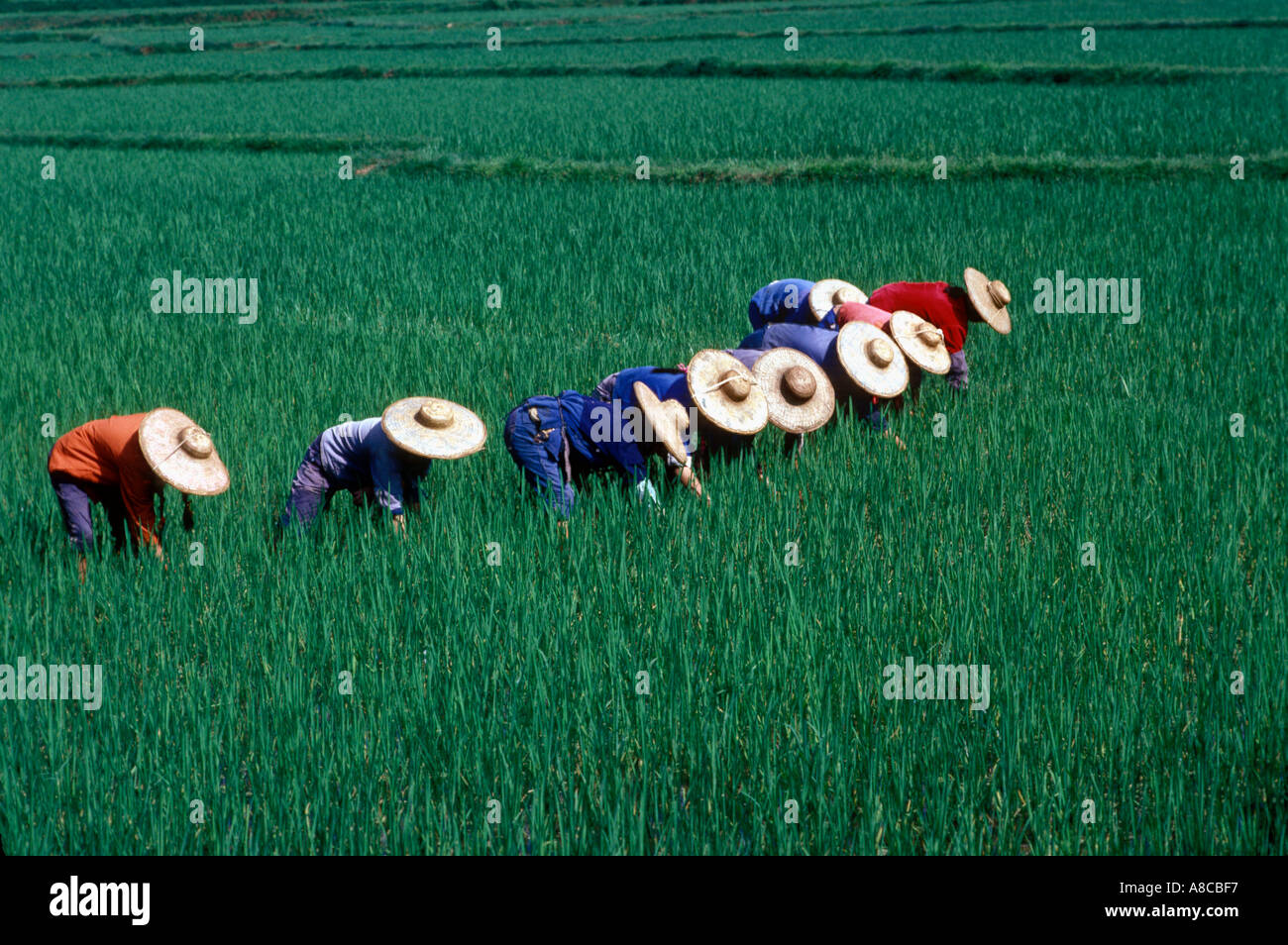 Rice field worker in the yunnan province in China Stock Photo - Alamy