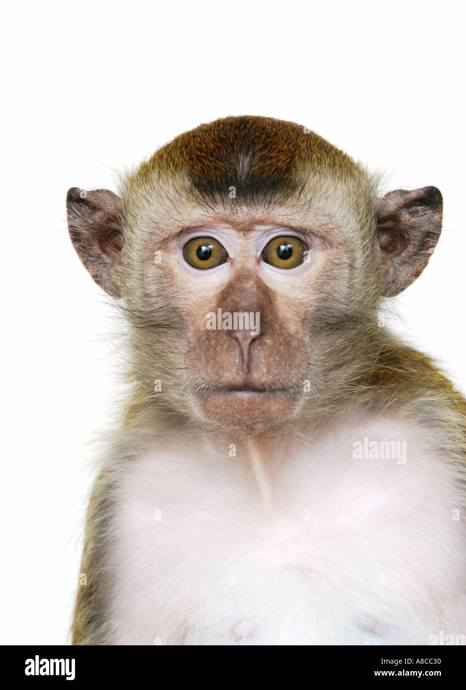 Strange monkey hi-res stock photography and images - Alamy