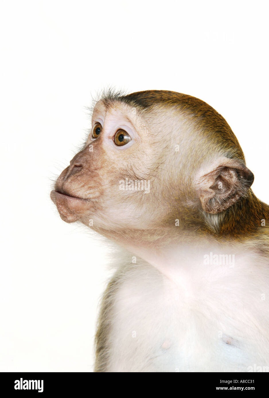 Monkey Facial Expressions High Resolution Stock Photography and Images ...