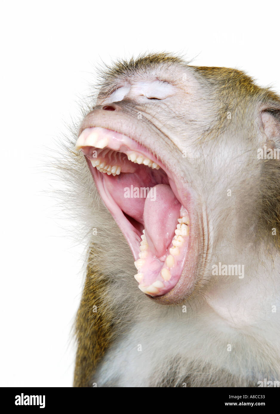 Java Macaque Monkey Stock Photo - Alamy
