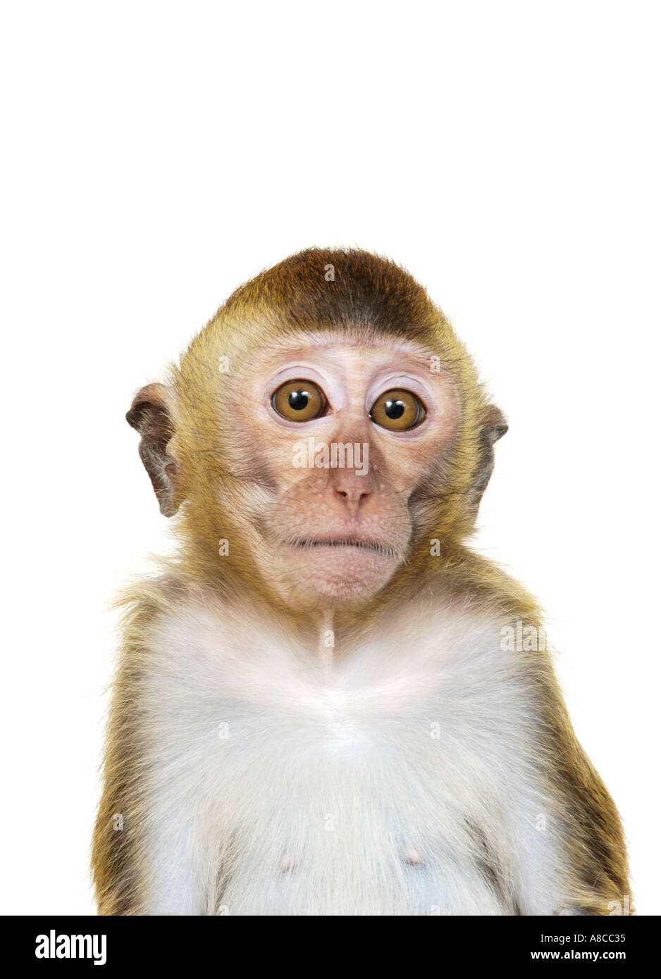 Bored monkey hi-res stock photography and images - Alamy