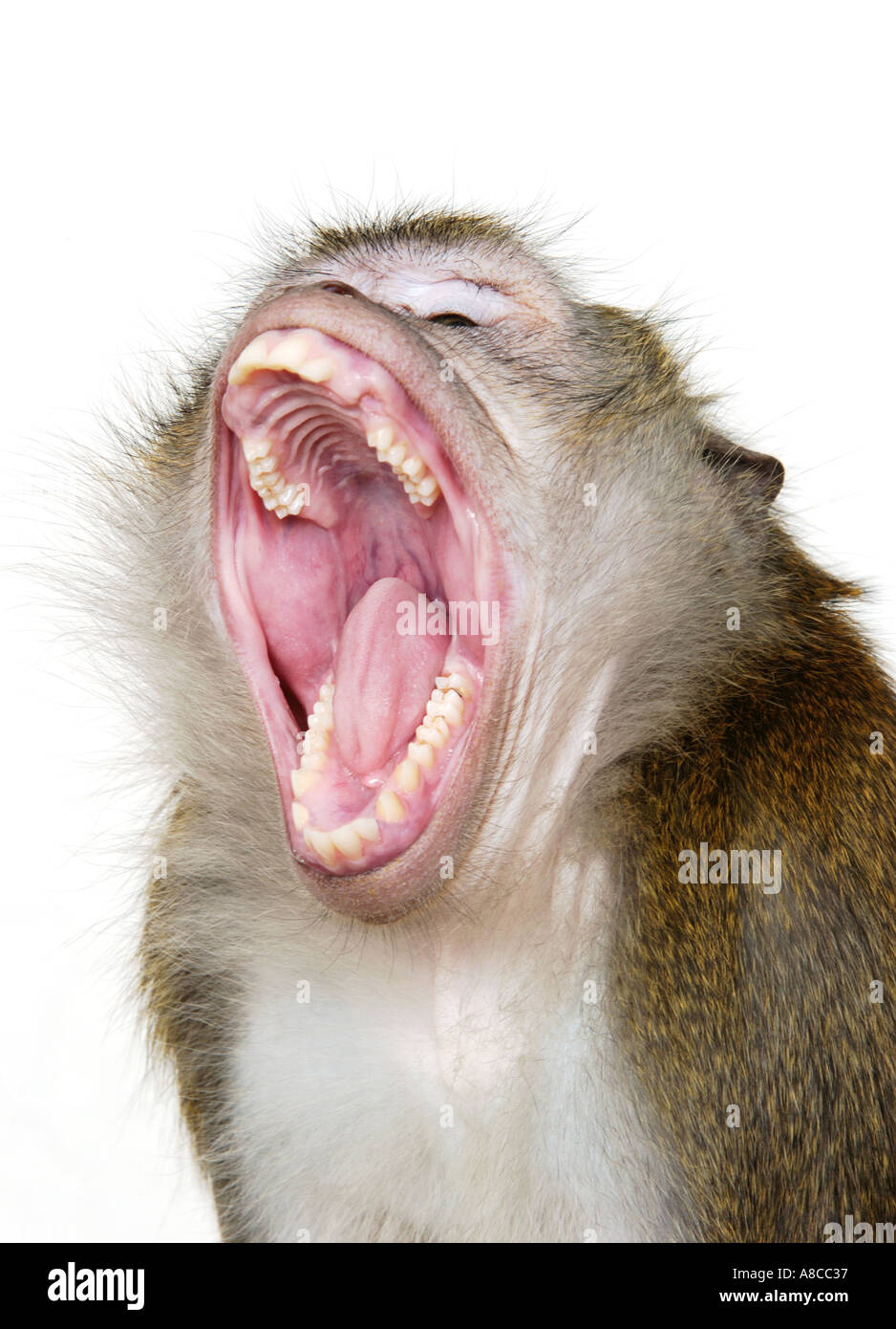 Monkey Screaming