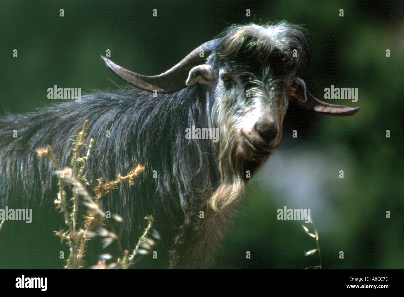 goat portraiture in wild lebanon Stock Photo - Alamy