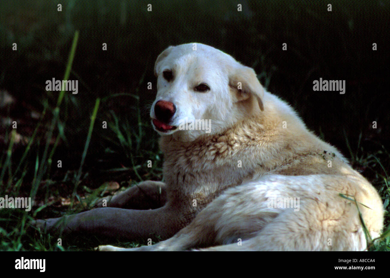 Lebanon shepherd hi-res stock photography and images - Alamy