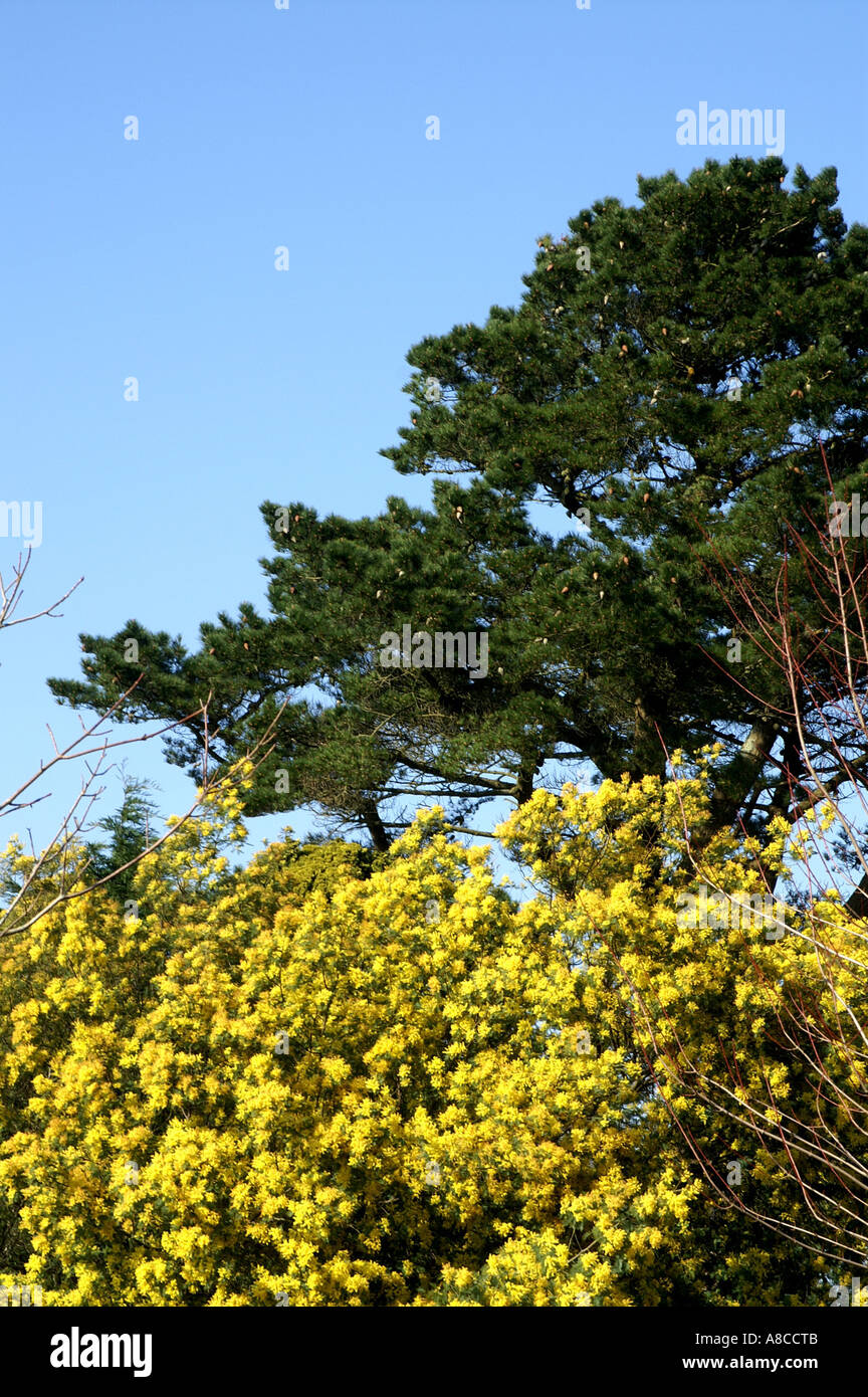 Frisia tree in flower near Feock Cornwall England UK United Kingdom GB ...