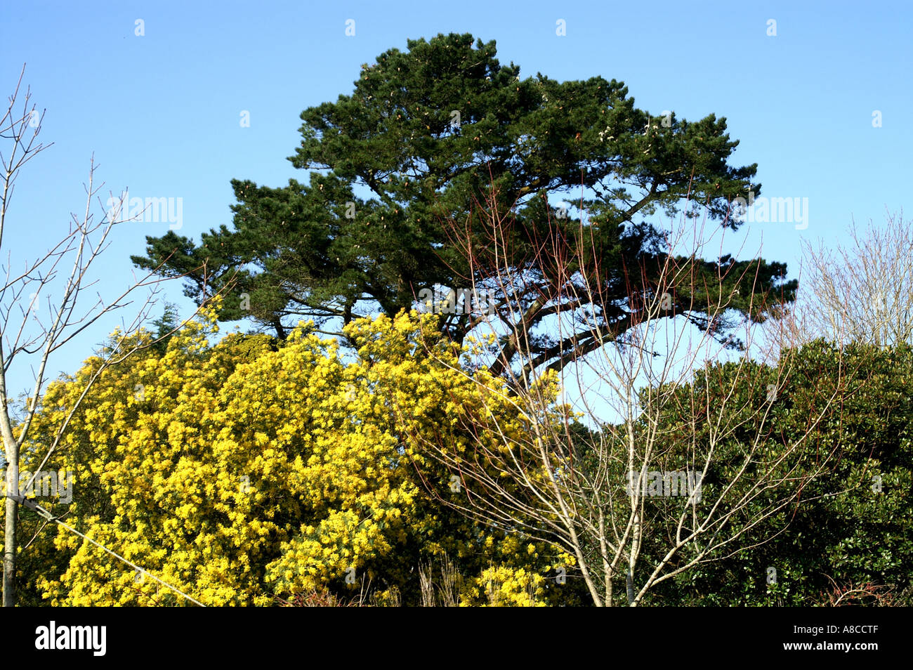 Frisia tree in flower near Feock Cornwall England UK United Kingdom GB ...