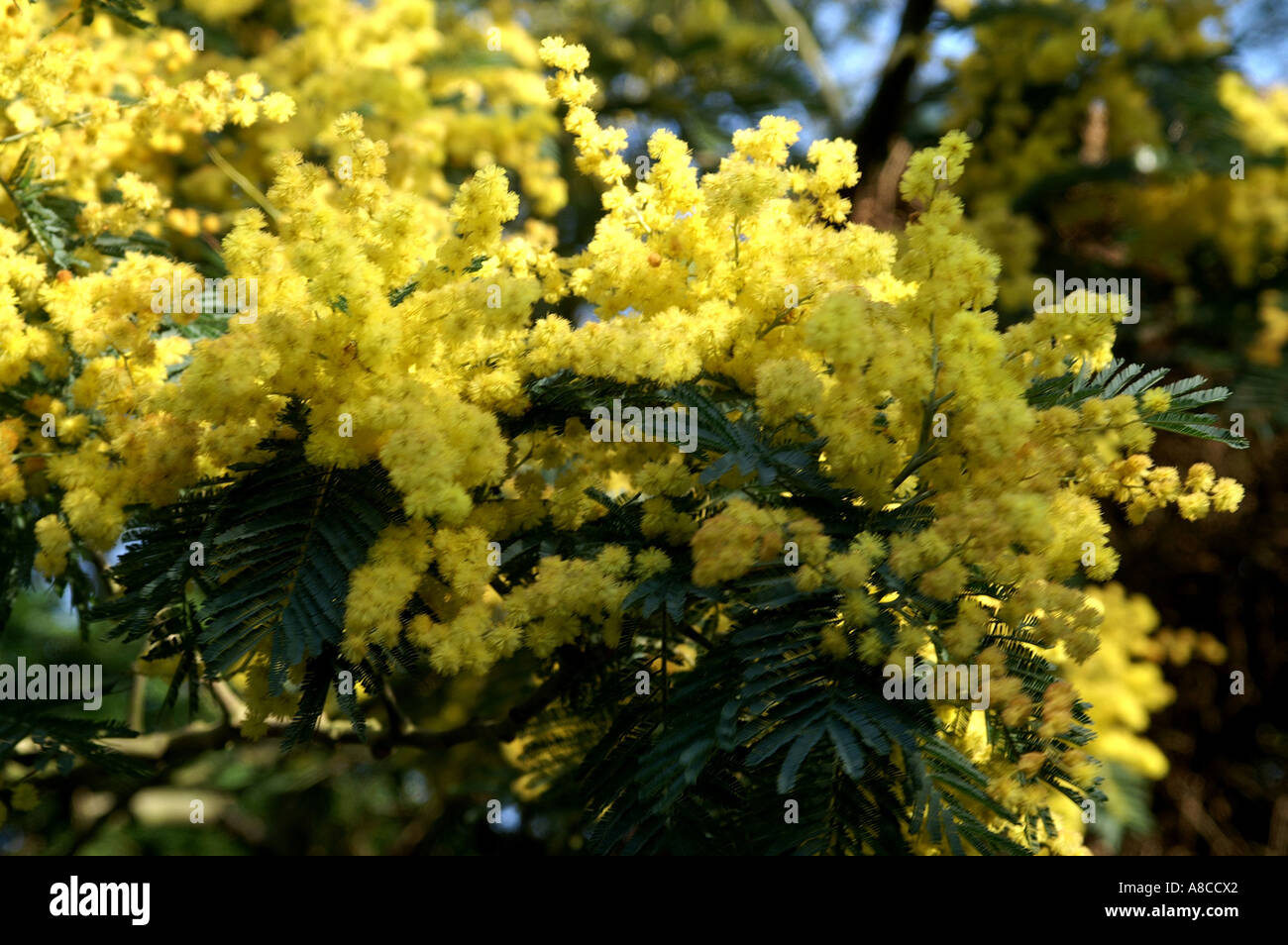 Frisia tree in flower near Feock Cornwall England UK United Kingdom GB ...