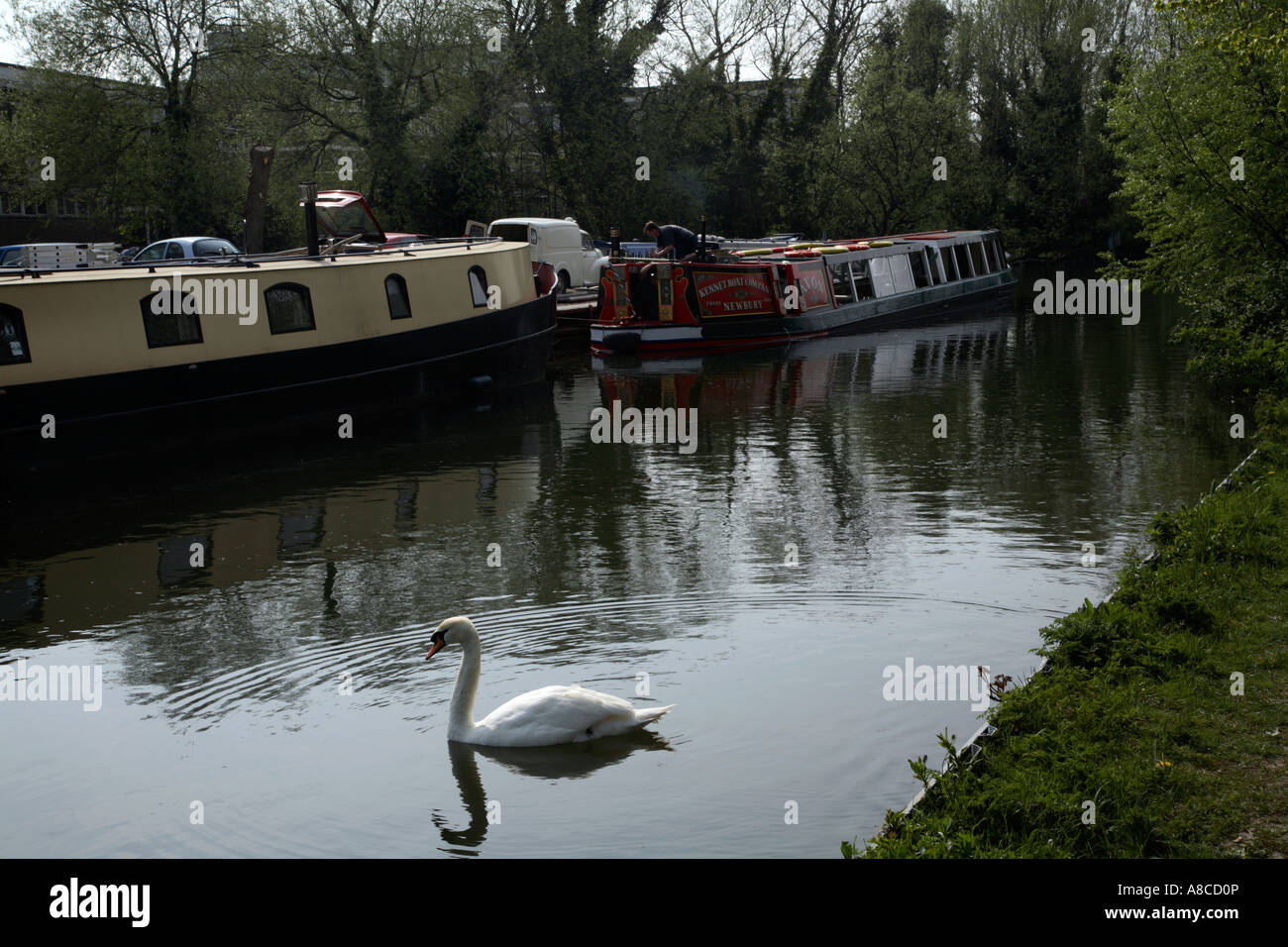 Narrow Boats & Swan Kennet & Avon Canal Newbury Berkshire England Stock Photo - Alamy