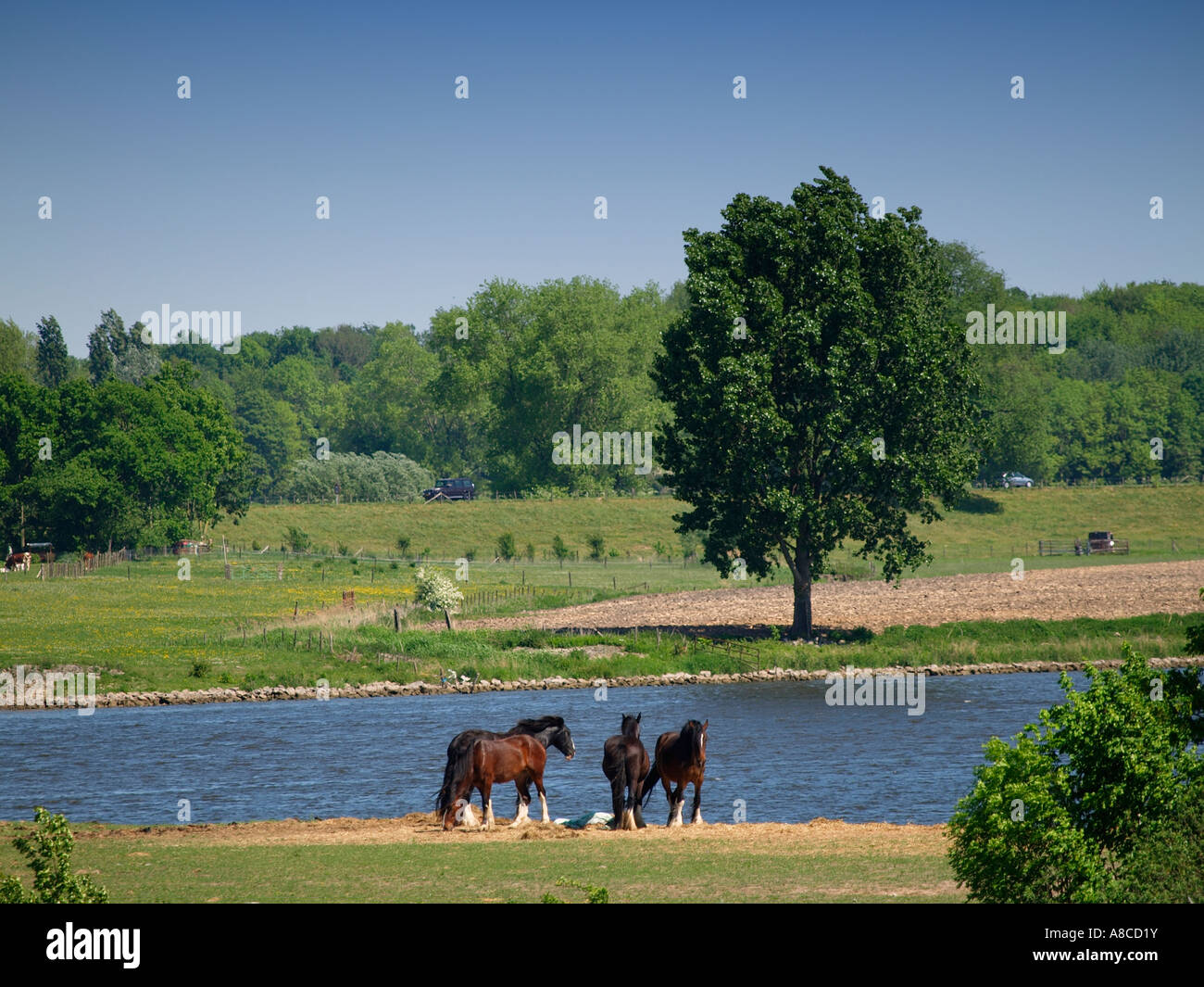 Typical Dutch scenery Horses on the bank of the Bergsche Maas river ...