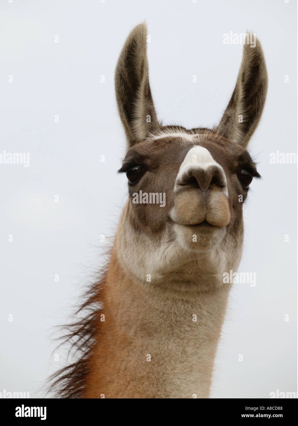 Llama face on hi-res stock photography and images - Alamy