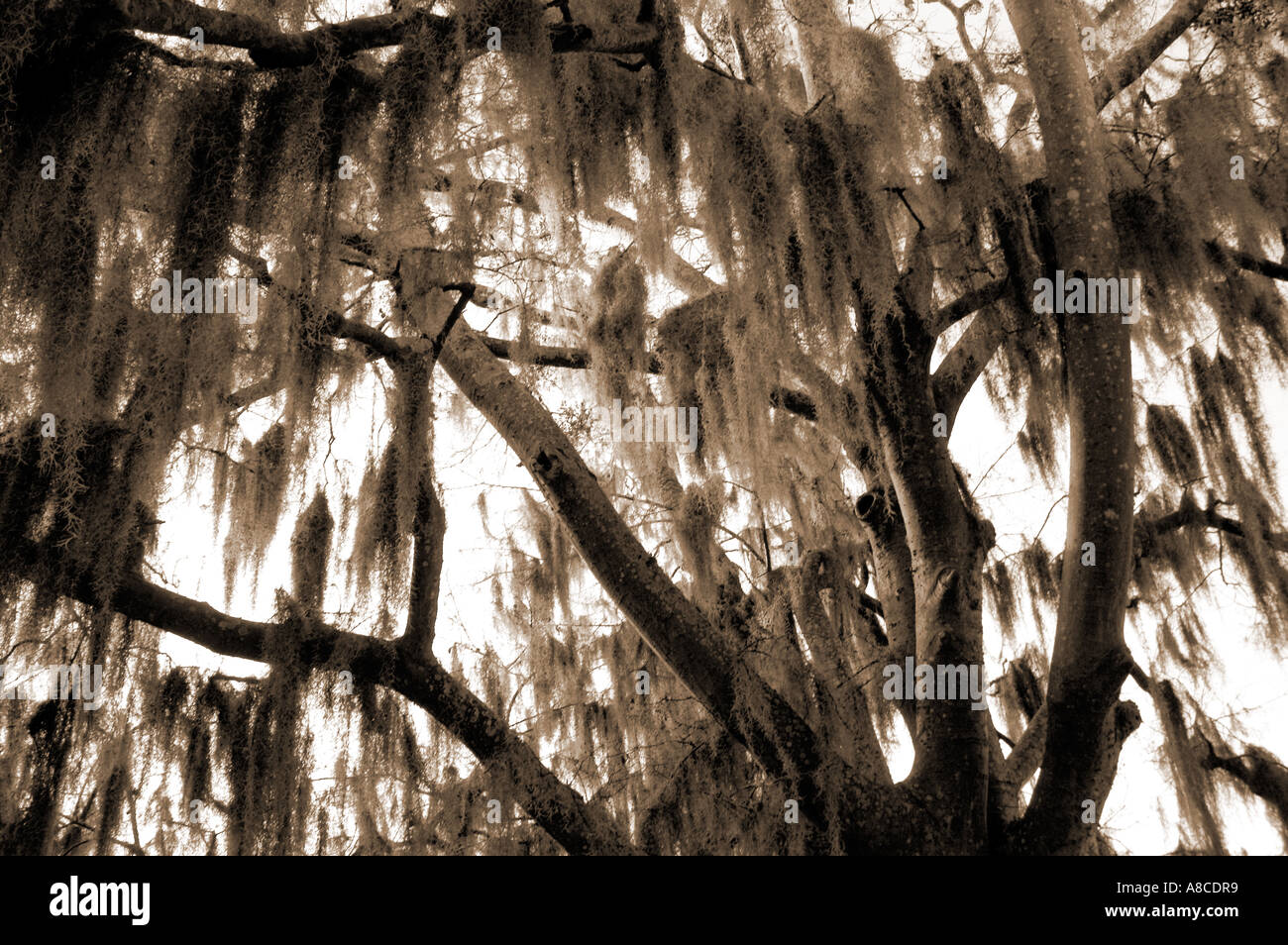 Savannah Georgia Spanish moss tree Stock Photo - Alamy