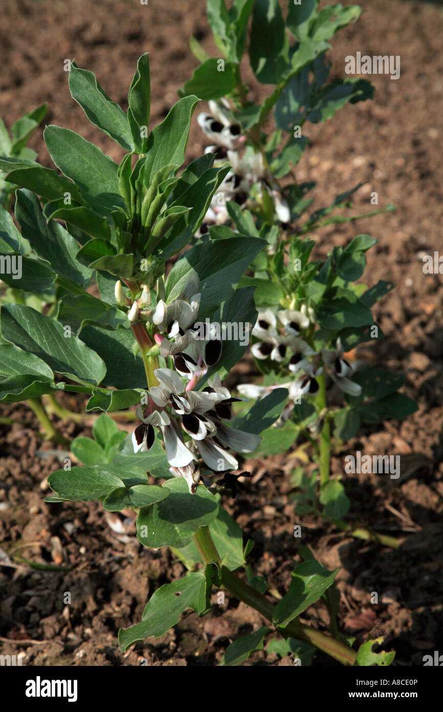 Broadbean Plant in Flower Stock Photo - Alamy