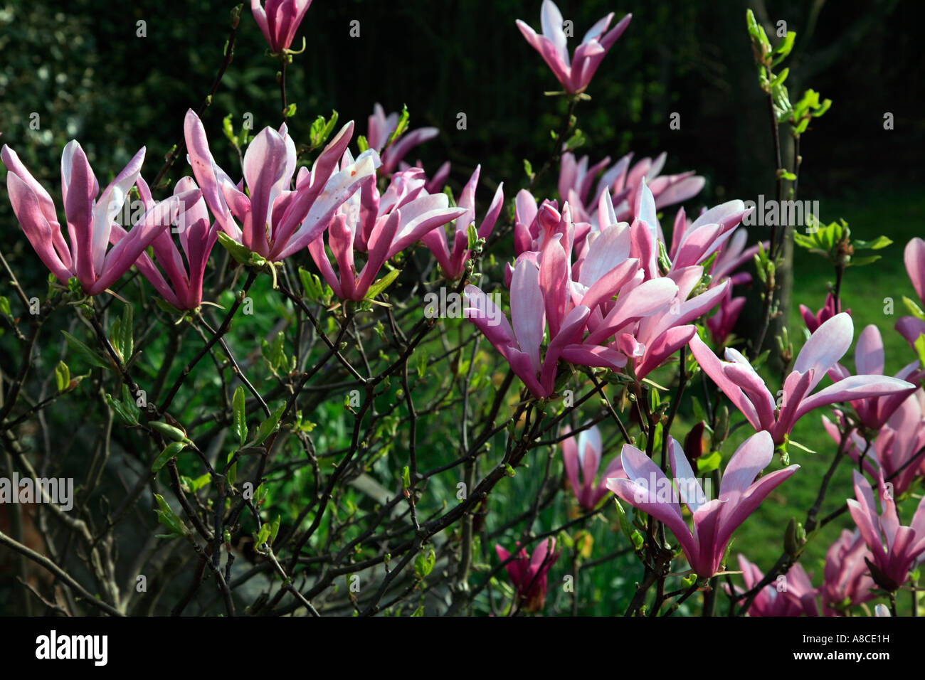 Magnolia Tree Flowering Stock Photo - Alamy