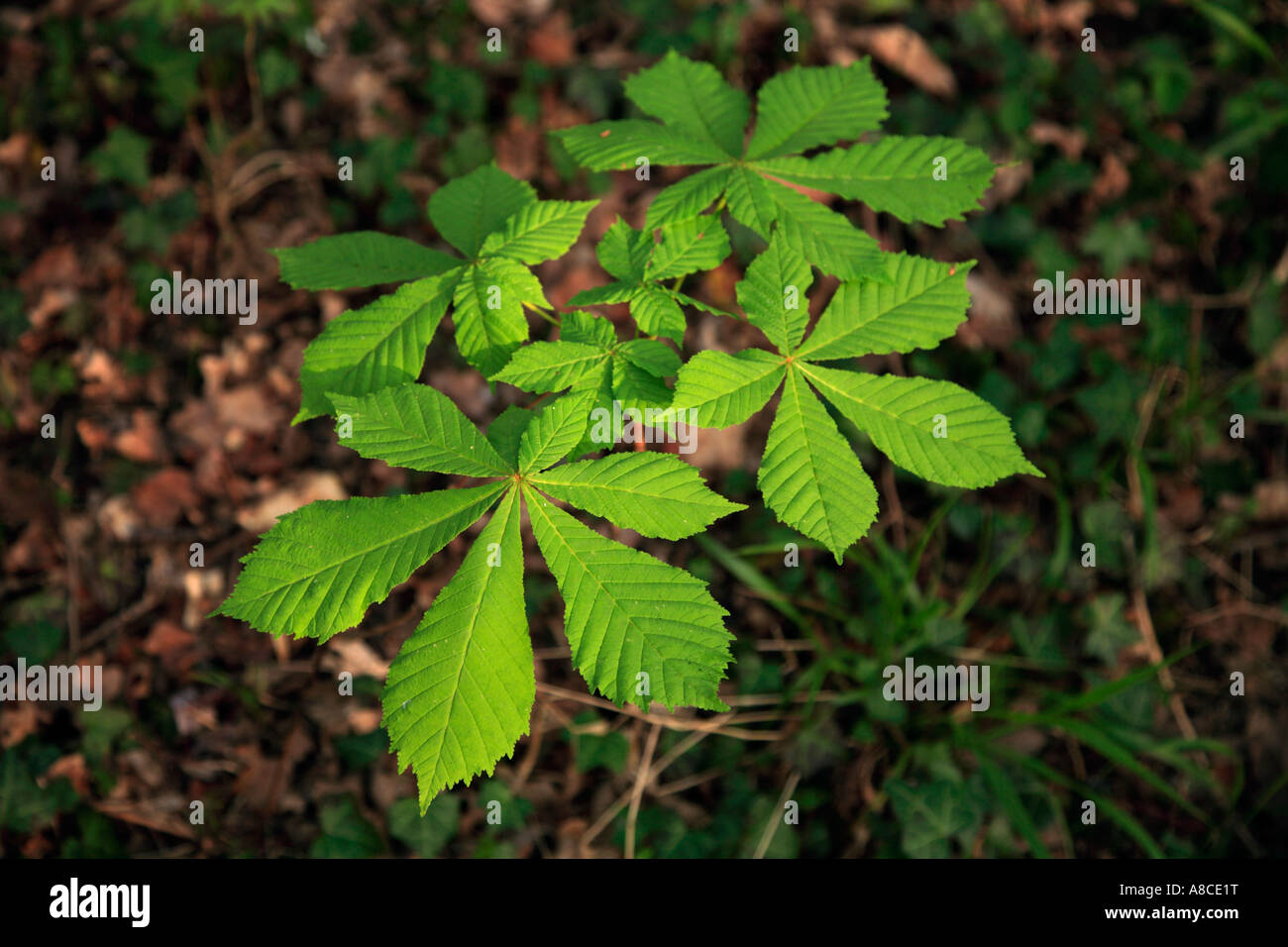 Sappling hi-res stock photography and images - Alamy