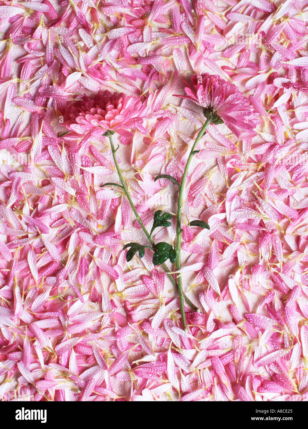 Mums bed hi-res stock photography and images - Alamy