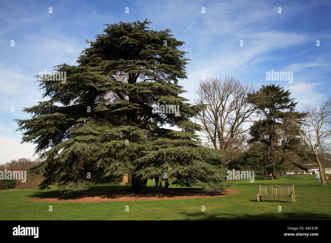 Cedar Tree Kew Gardens London England Stock Photo - Alamy