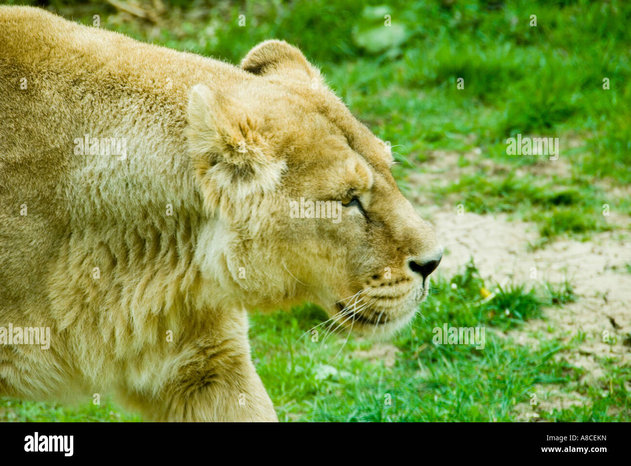 Asiatic lion lioness hi-res stock photography and images - Alamy