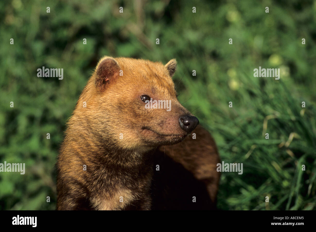 Bush dog Speothos venaticus captive Stock Photo - Alamy