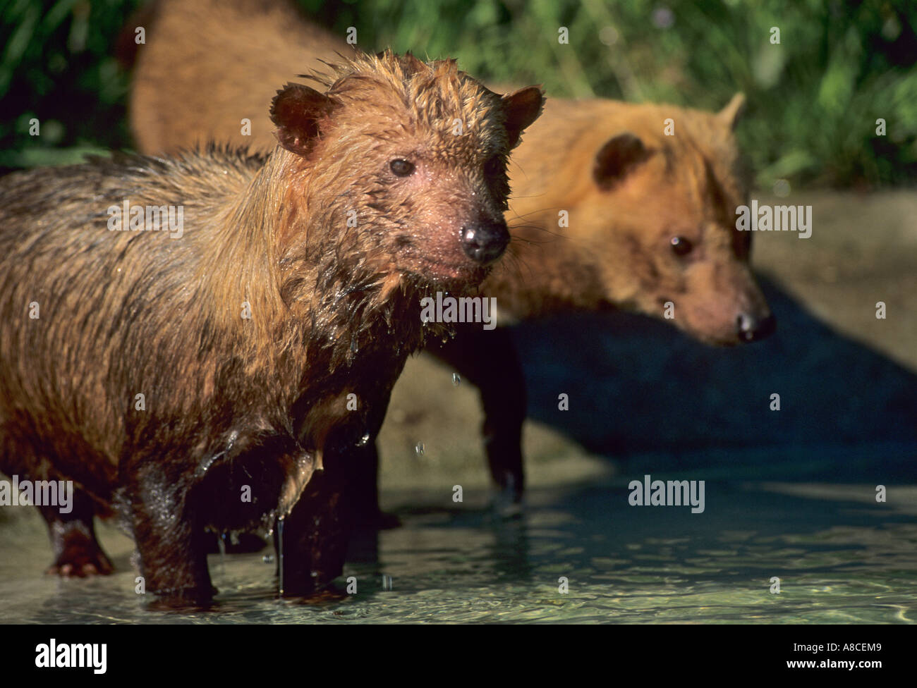South american bush dog hi-res stock photography and images - Alamy