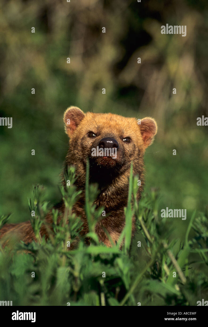 Bush dog Speothos venaticus captive Stock Photo - Alamy