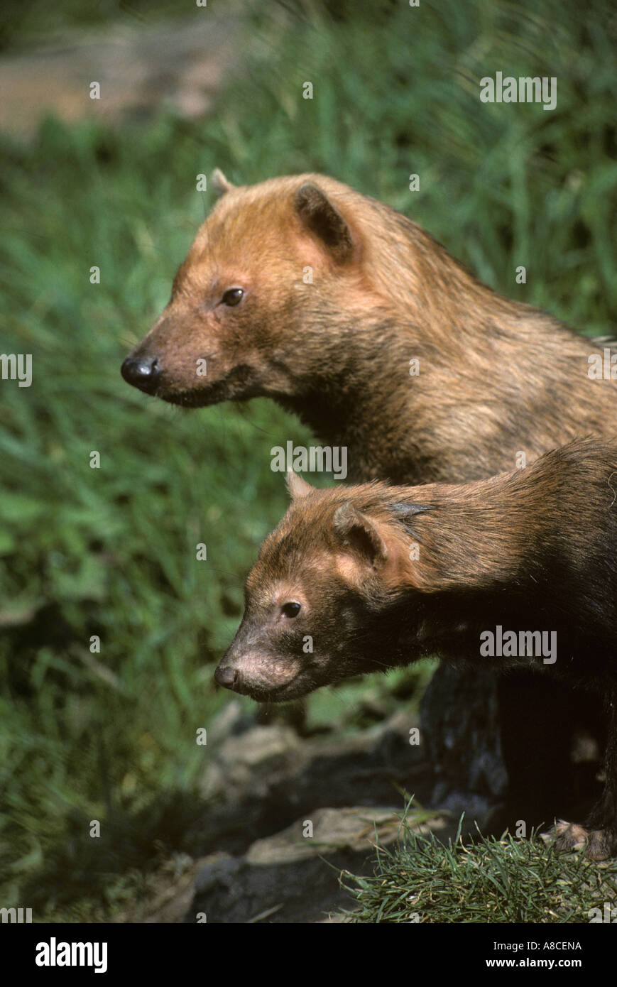 Bush dog Speothos venaticus captive Stock Photo - Alamy