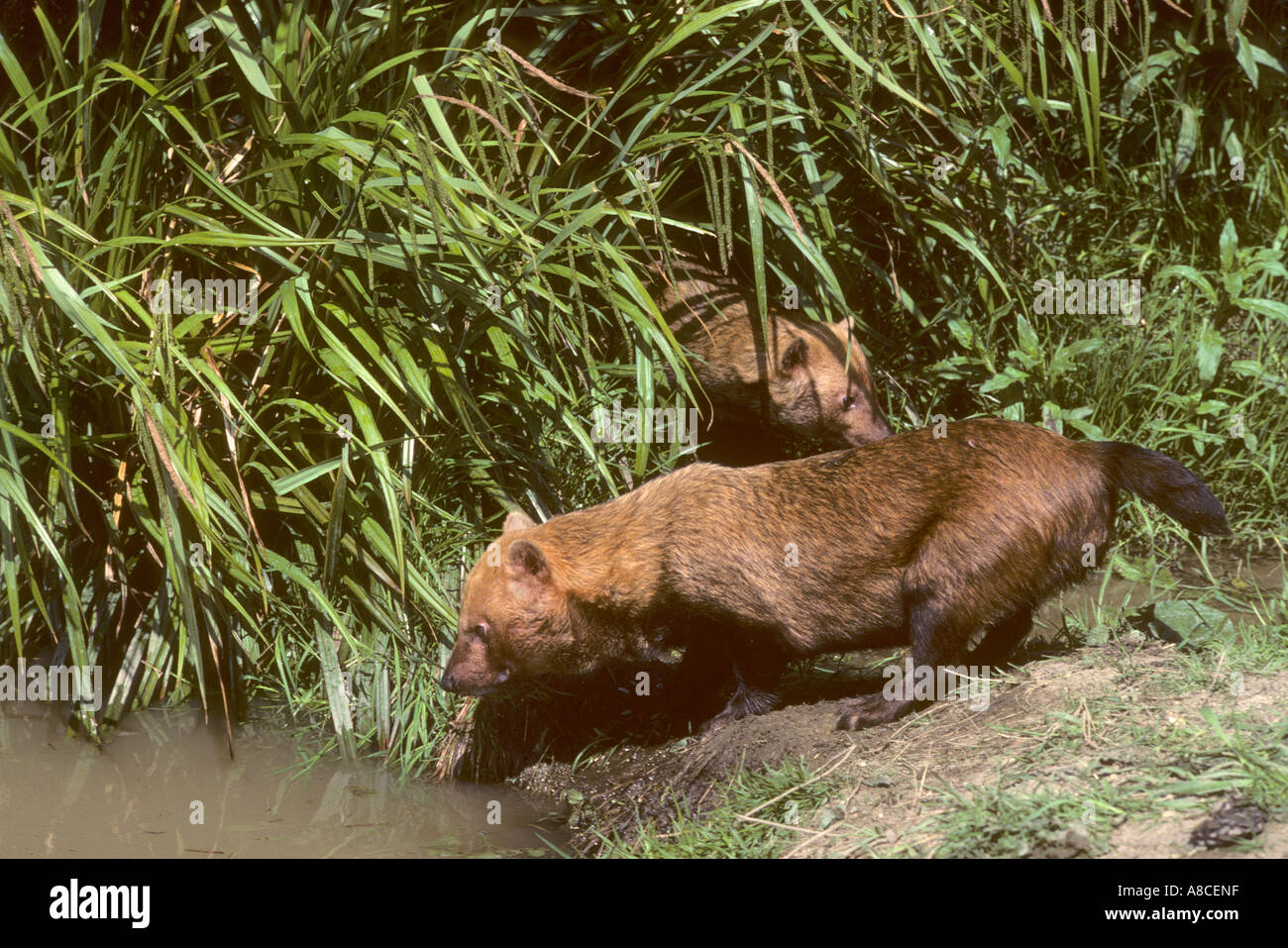 Paraguay fox hi-res stock photography and images - Alamy