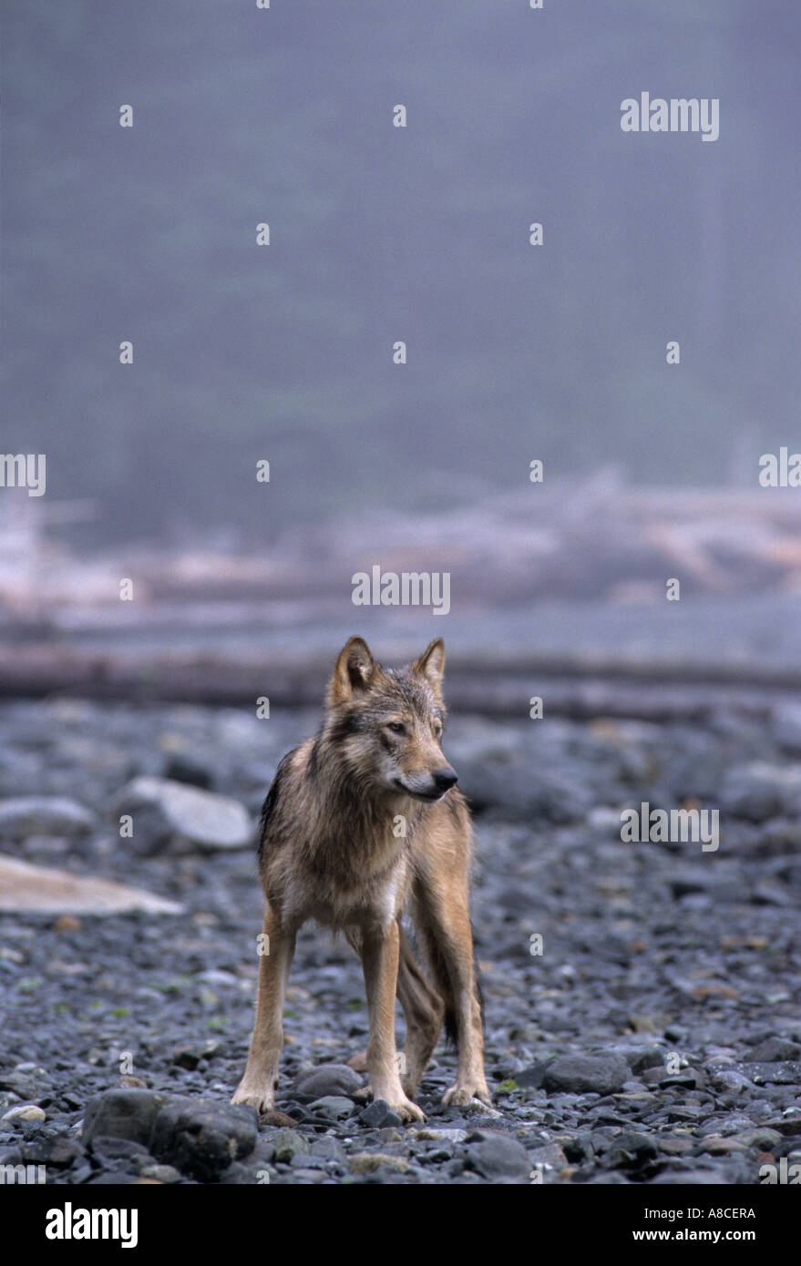 Coastal grey wolf Canis lupus on beach Cracroft Island BC Canada Stock ...