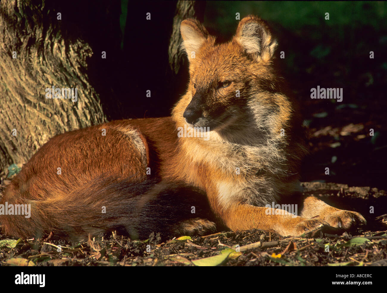 Dhole pack hi-res stock photography and images - Alamy