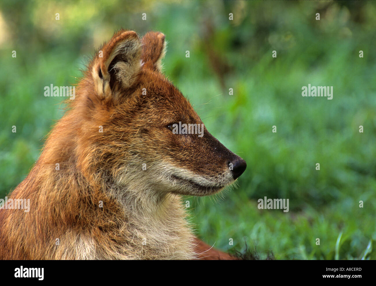 Dhole Vs Wolf