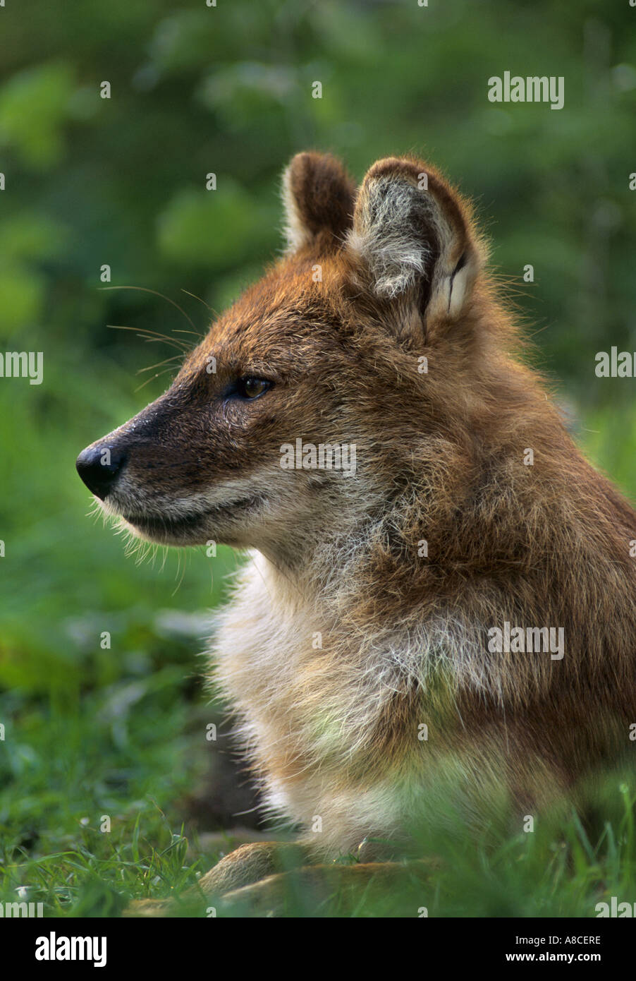 Dhole or Asian wild dog (Cuon alpinus) Captive Stock Photo - Alamy