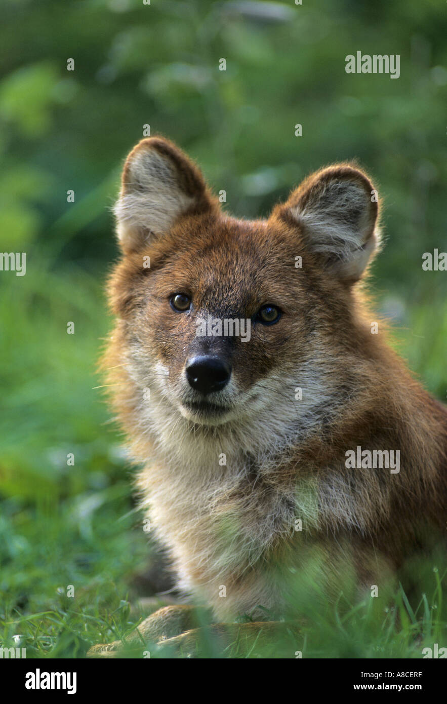 Dhole or Asian wild dog (Cuon alpinus) Captive Stock Photo - Alamy