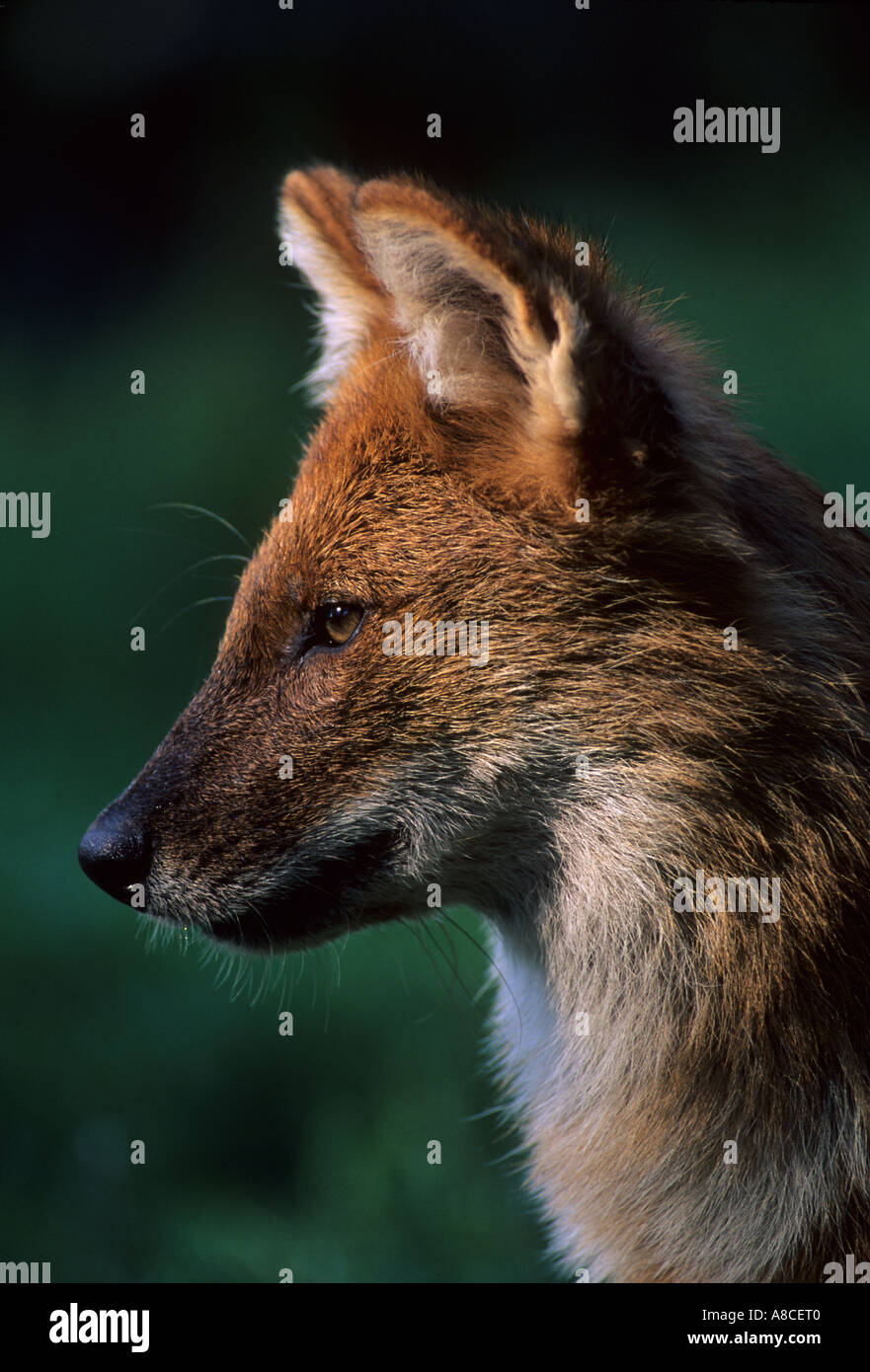 Dhole or Asian wild dog (Cuon alpinus) Captive Stock Photo - Alamy