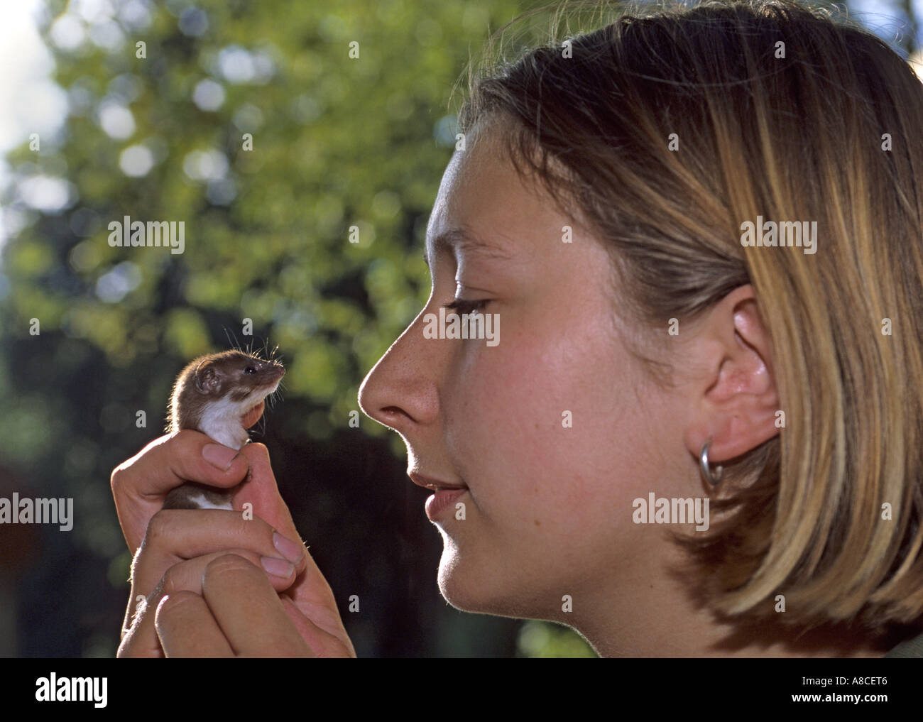 Hand raised European weasel Mustela nivalis and keeper Wildwood Centre ...