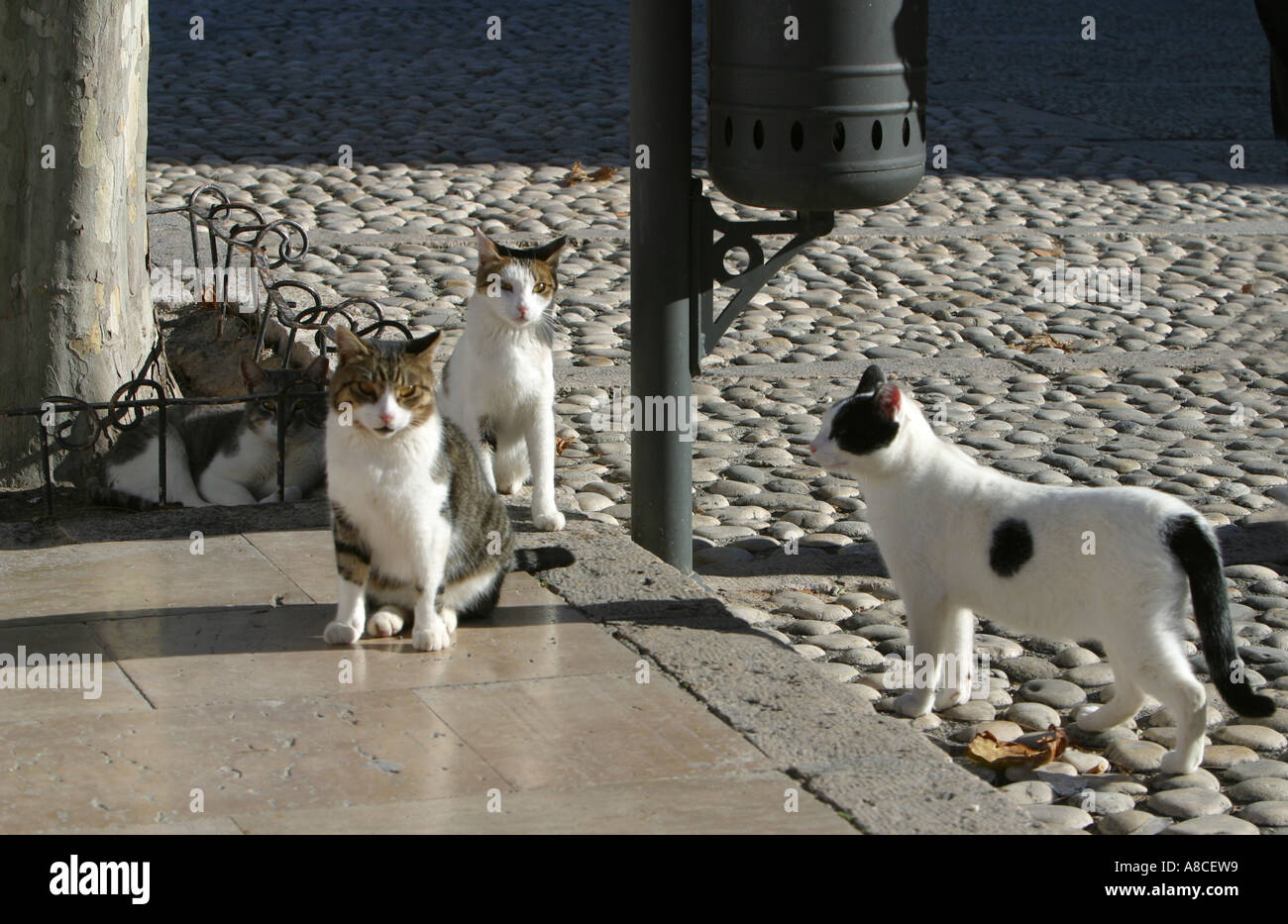 The "Wild Cats" Of Guadalest, Spain Stock Photo - Alamy