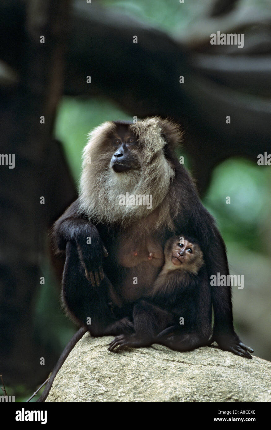 Lion-tailed macaque Macaca silenus India. Captive Stock Photo - Alamy