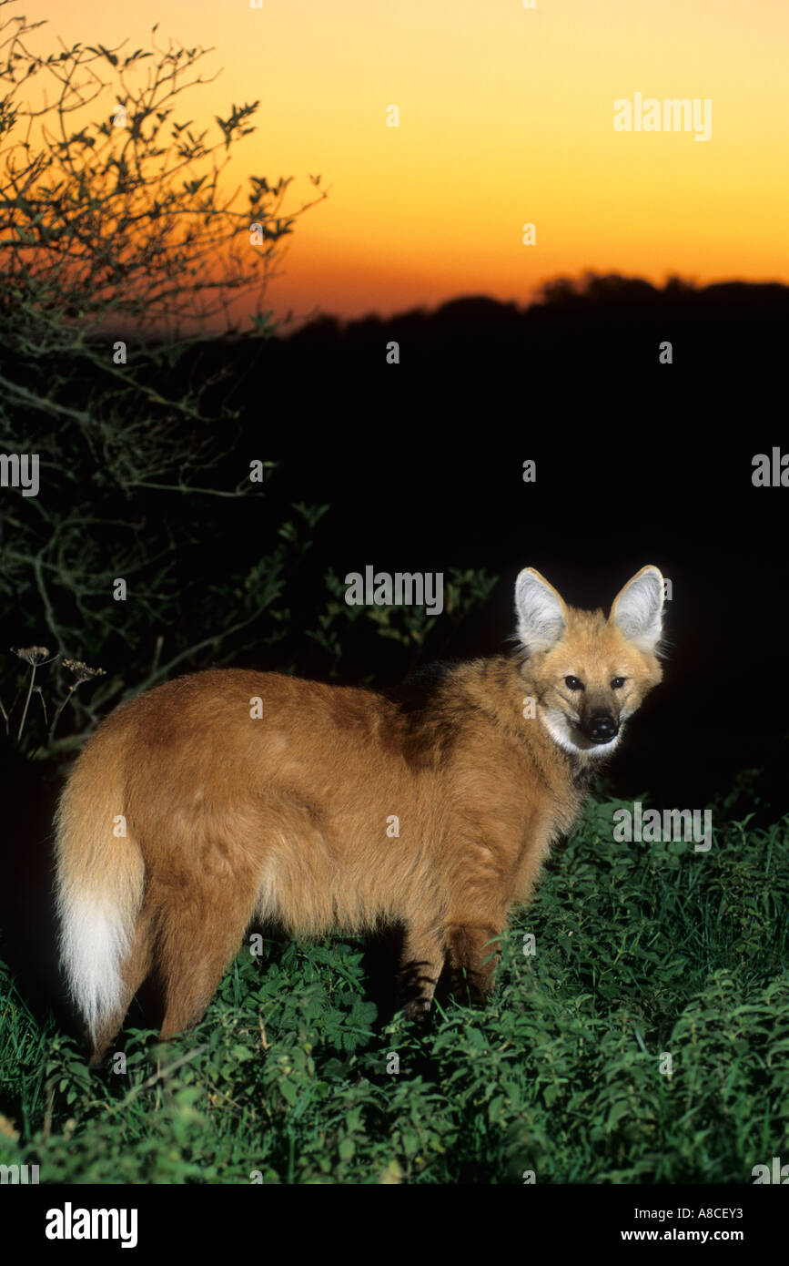 Fruto do cerrado hi-res stock photography and images - Alamy