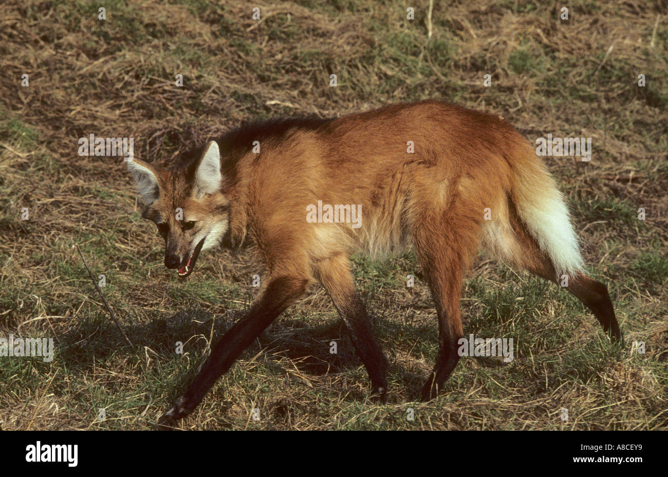 Maned wolf argentina hi-res stock photography and images - Alamy