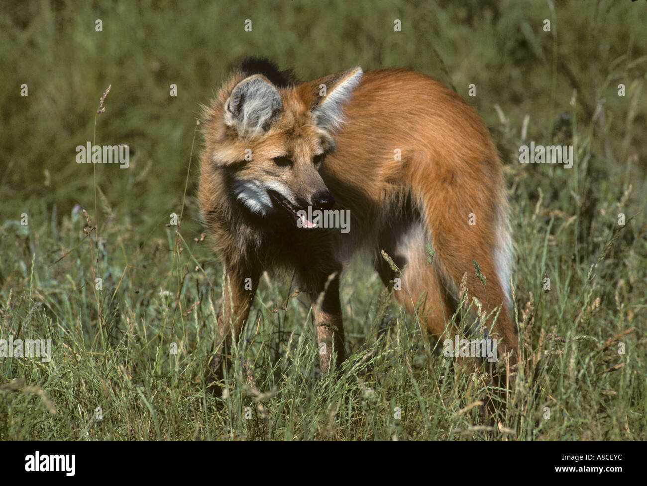 Maned wolf argentina hi-res stock photography and images - Alamy