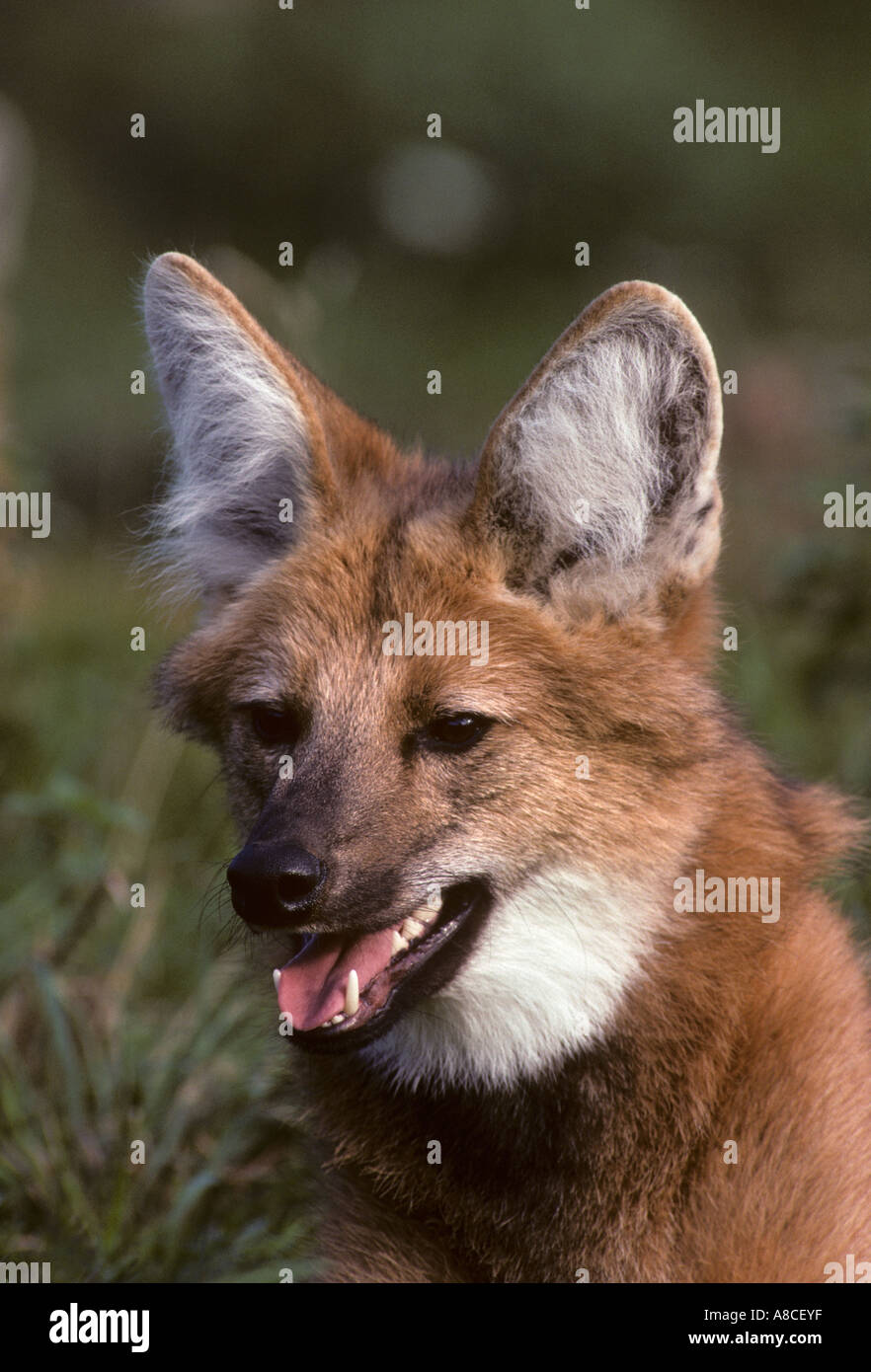 Maned wolf argentina hi-res stock photography and images - Alamy