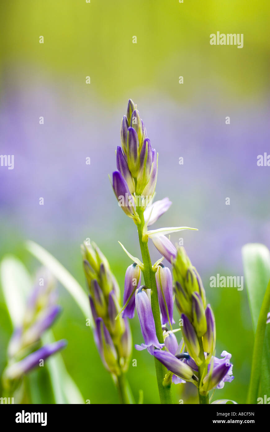Bluebell Flower Buds Endymion non scriptus Stock Photo - Alamy