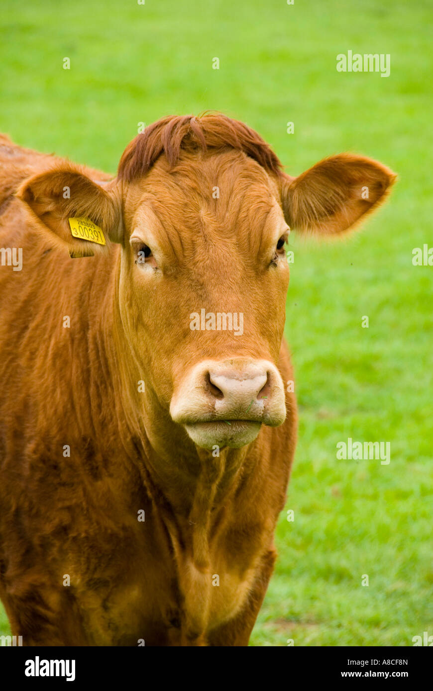 Ear tag for cow hi-res stock photography and images - Alamy