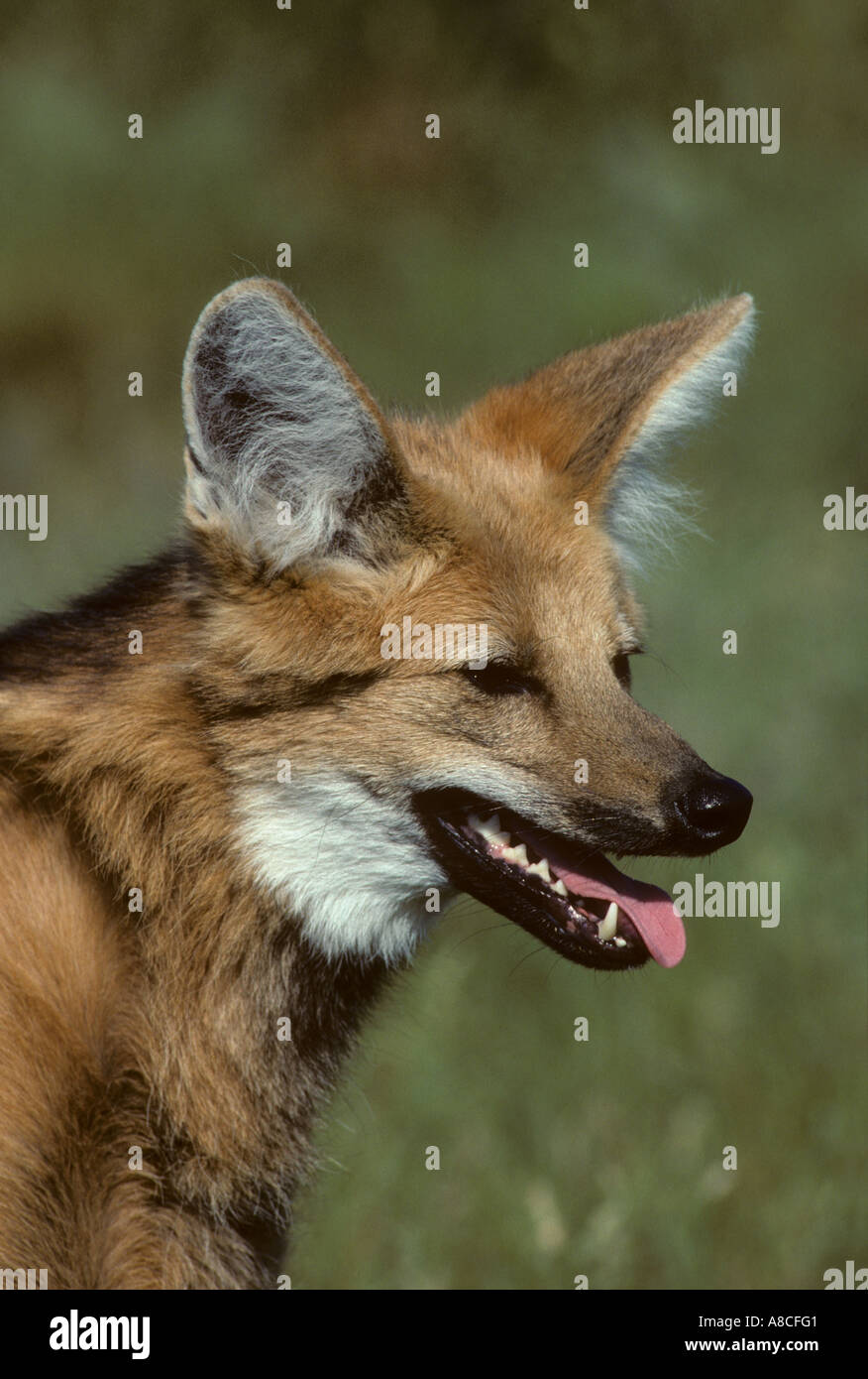 Maned wolf argentina hi-res stock photography and images - Alamy