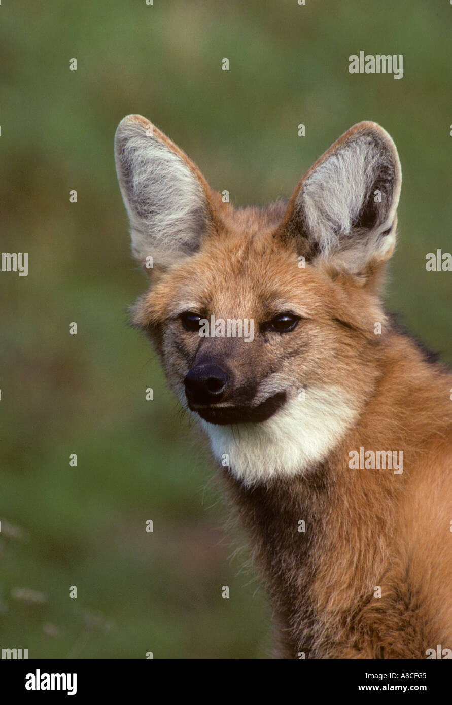 Maned wolf (Chrysocyon brachurus) South America Captive Stock Photo - Alamy
