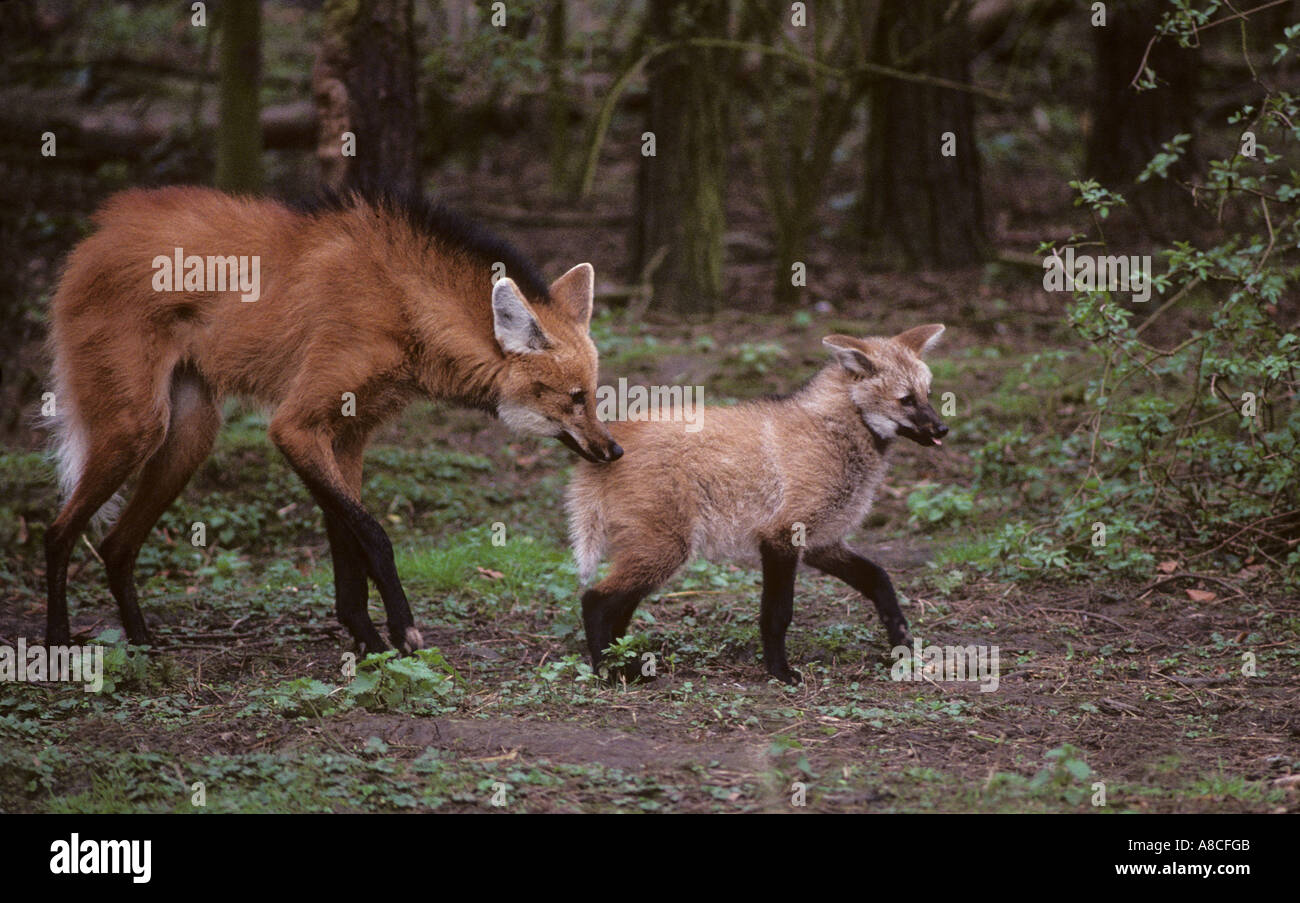 Fruto do cerrado hi-res stock photography and images - Alamy