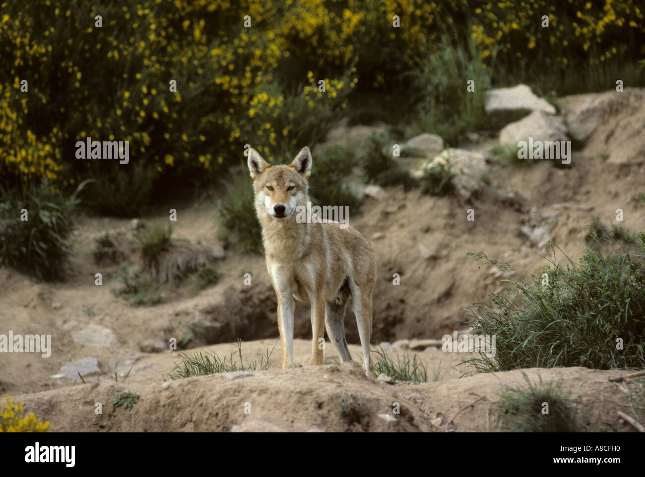 Mongolian wolf Canis lupus Captive Stock Photo - Alamy